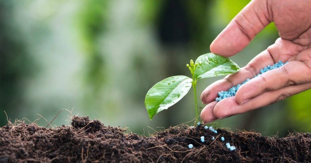 5 passos para tirar o melhor proveito da sua adubação
