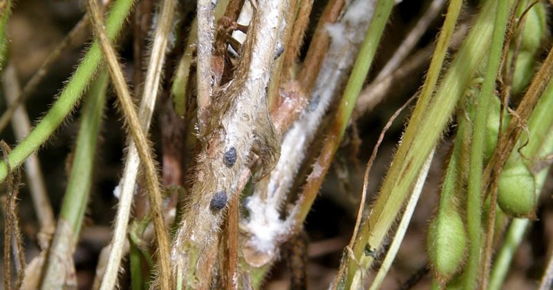 FMC lança biofungicida Provilar contra o mofo-branco